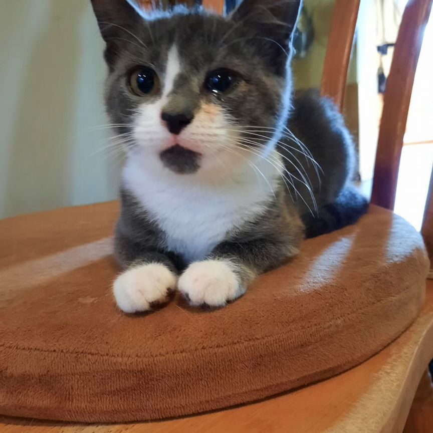 Котенок бесплатно