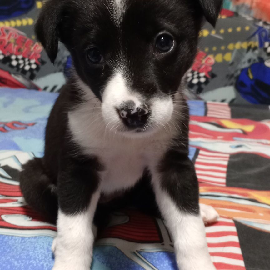 Щенок в добрые руки