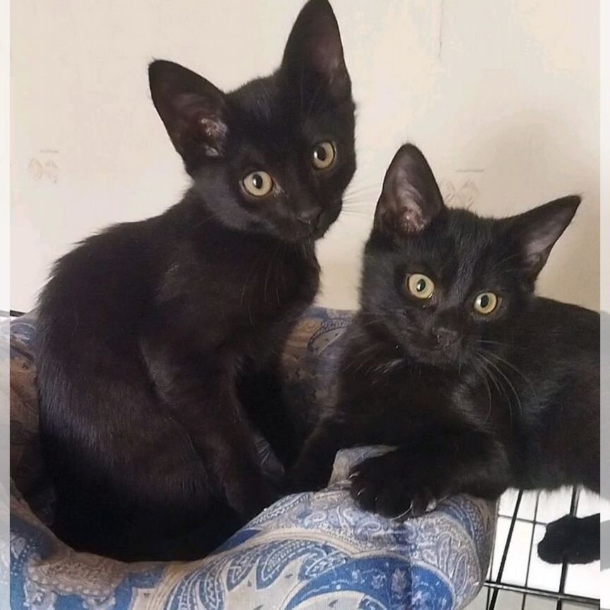 Красавчик котенок мальчик в добрые руки