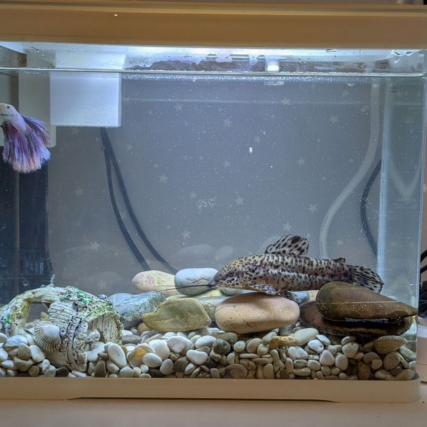 Аквариум с рыбками 20 литров