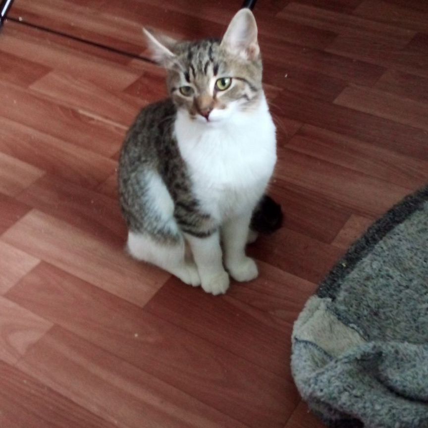 Котенок в добрые руки. Бесплатно