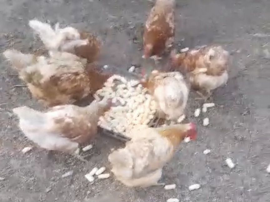 Куры несушки