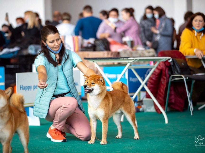 Сиба ину чемпион приглашает на вязку РКФ / FCI
