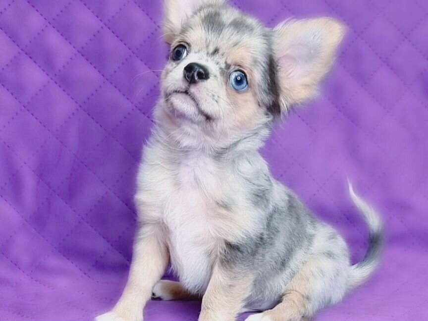 Чихуахуа мини мальчик мерле