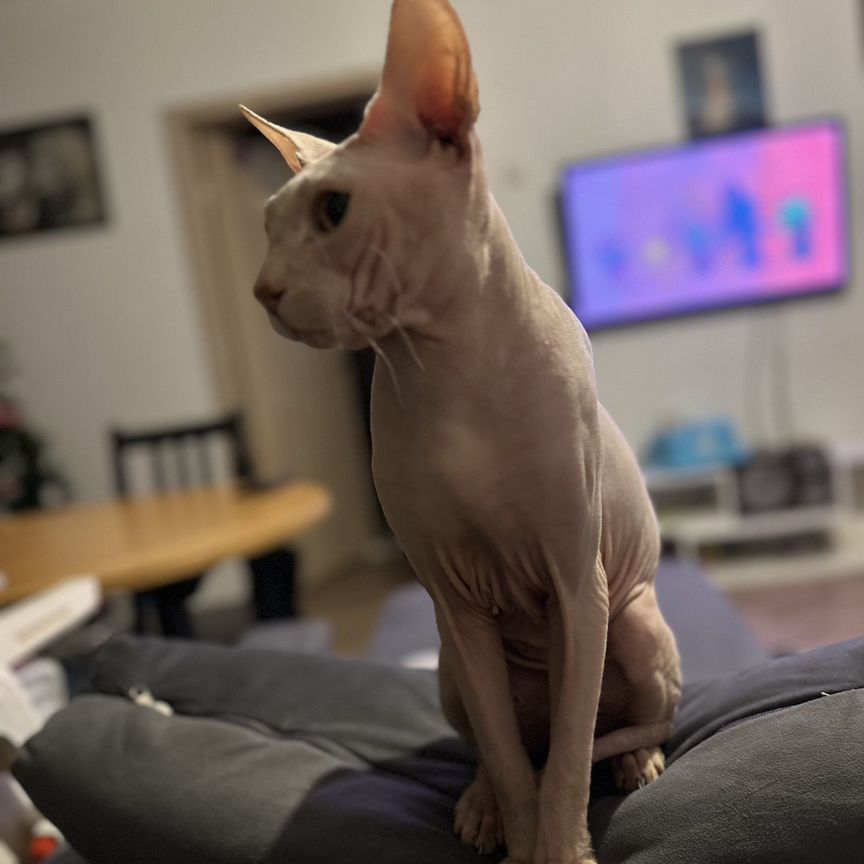 Донской сфинкс, взрослый кот