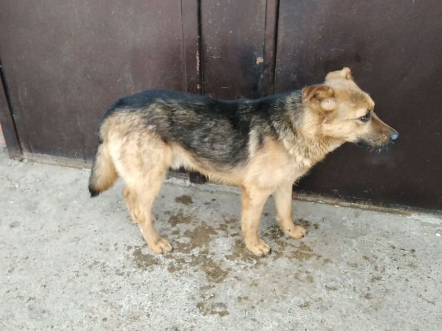 Собака в добрые руки отдам бесплатно