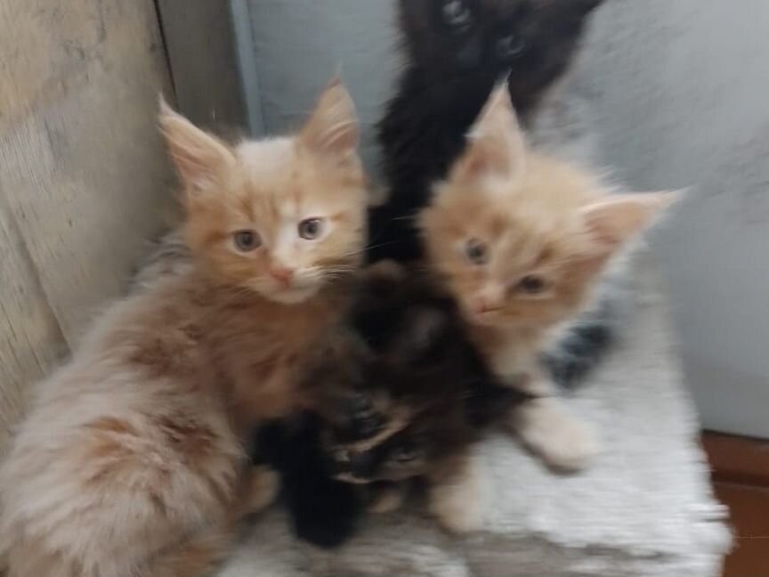 Котята мейн-кун