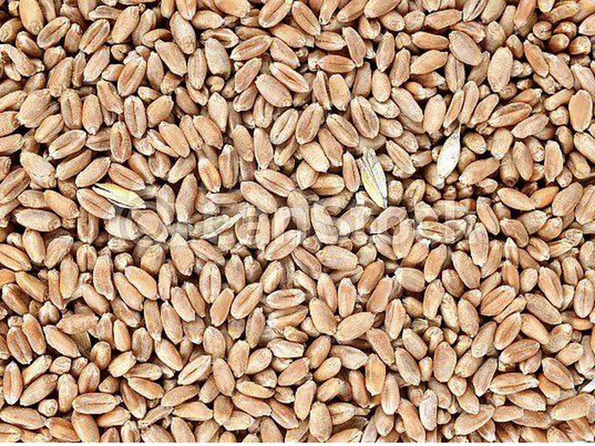 Зерно пшеница