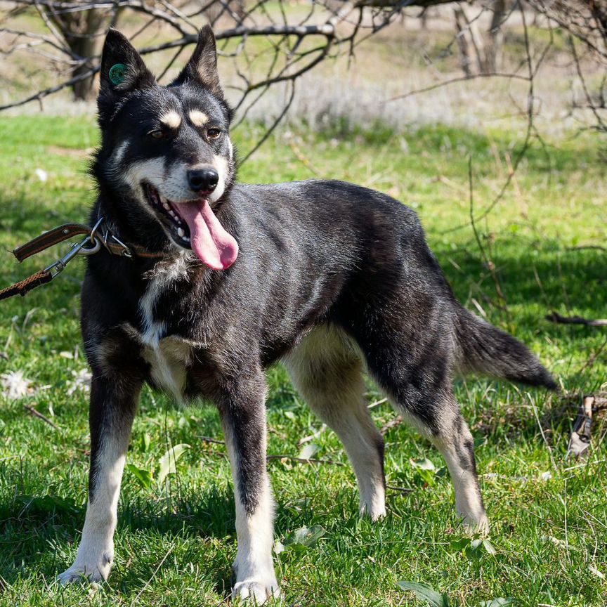 Собака в добрые руки