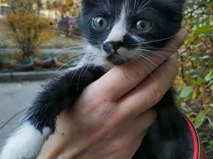 Котенок Феликс