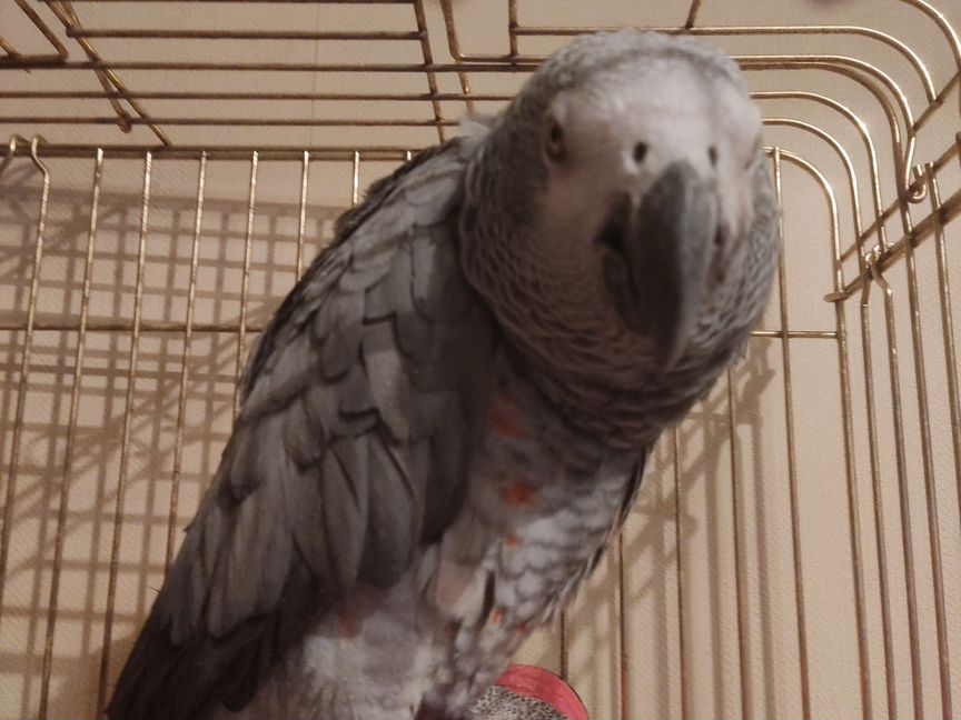Серый попугай