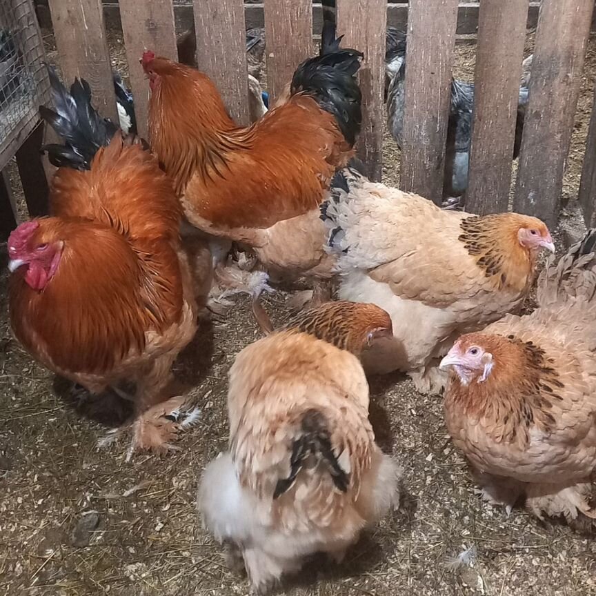 Цыплята брама палевая