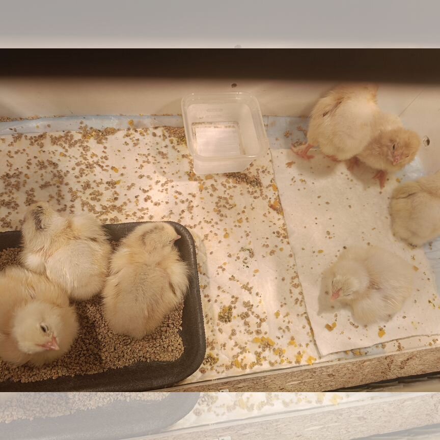 Цыплята Брама колумбийская и лимонная