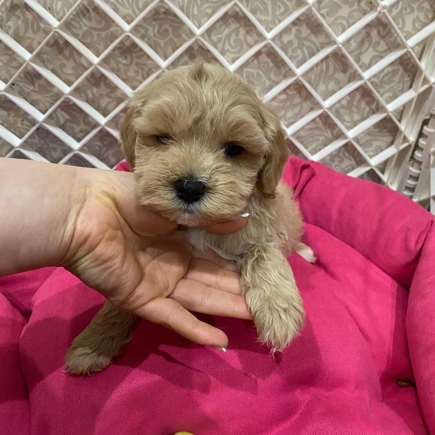 Малыш мальтипушка мальчик