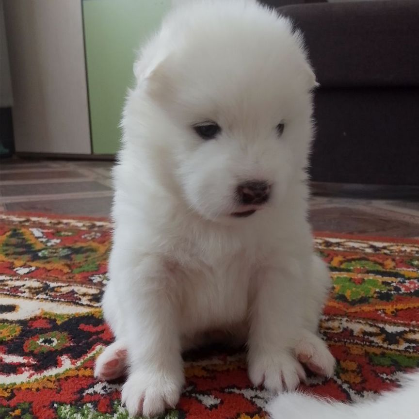 Самоедская собака, щенок