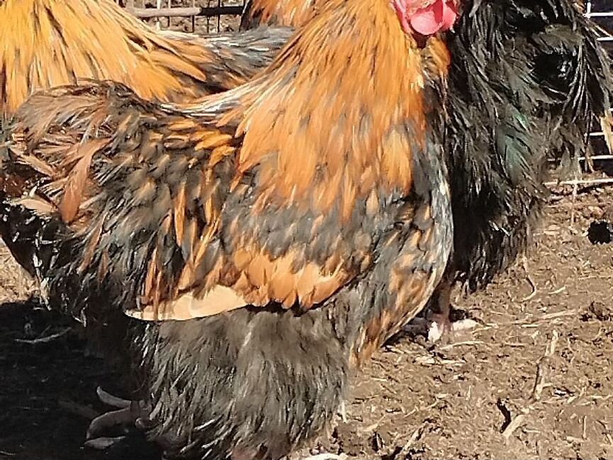 Петух орпингтон