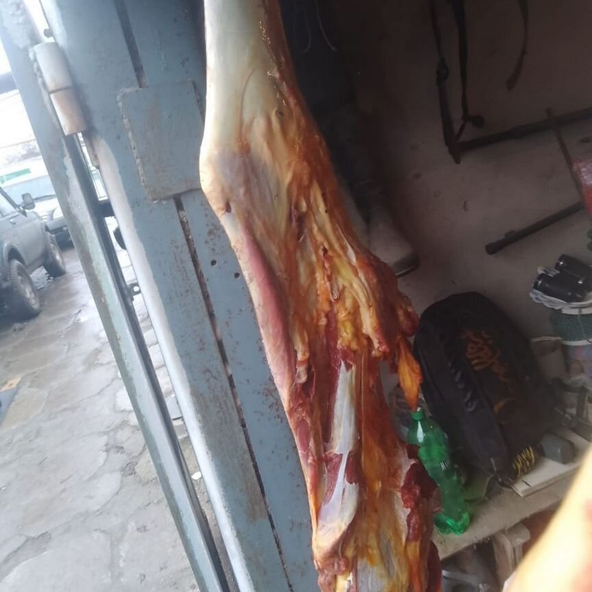 Продам говядину на корм собакам