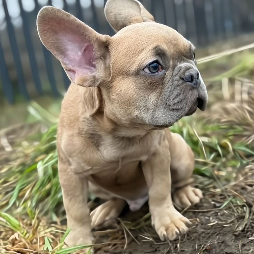 Французский бульдог, щенок