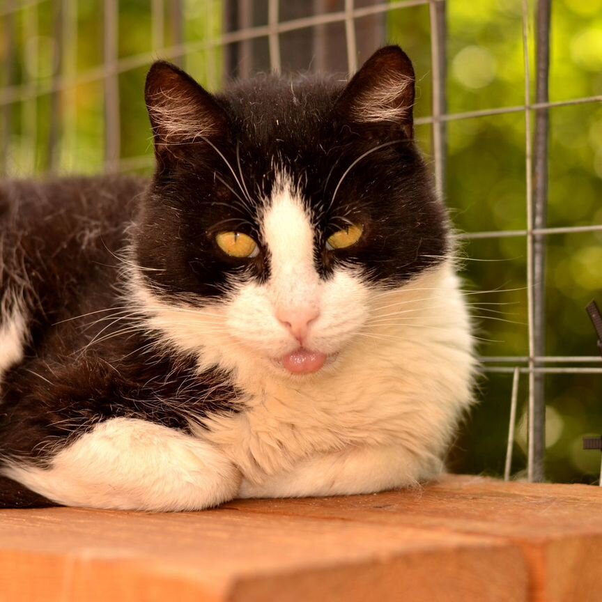 Котя в добрые руки