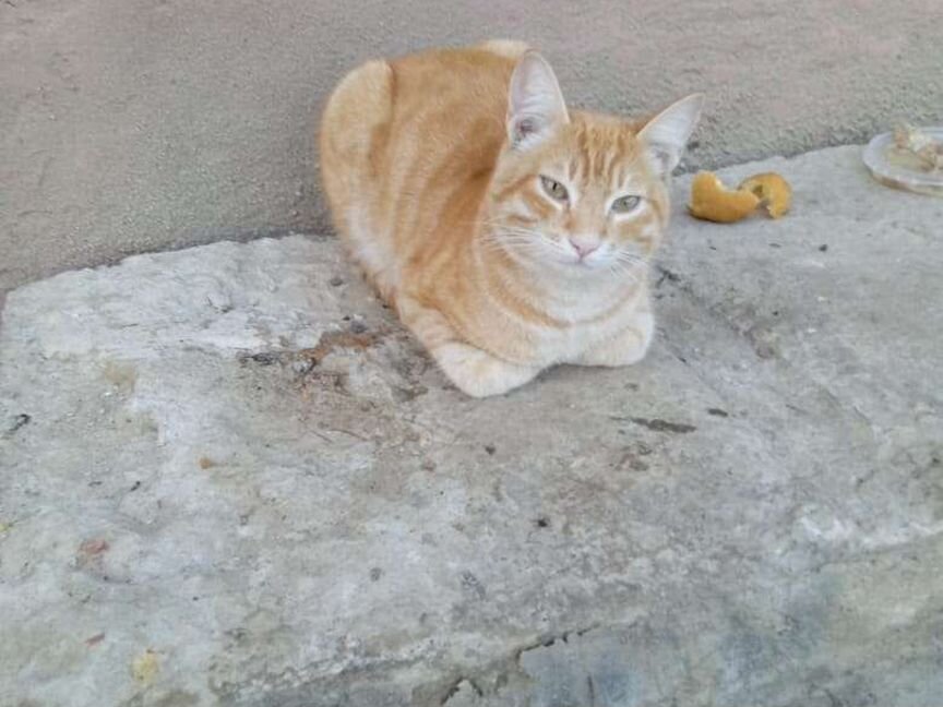 Котик подросток