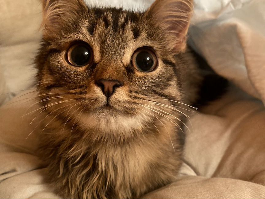 Котенок в добрые руки