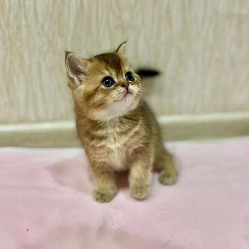 Британские котята золотая шиншилла