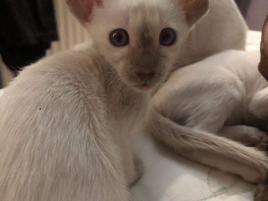 Сиамские котята