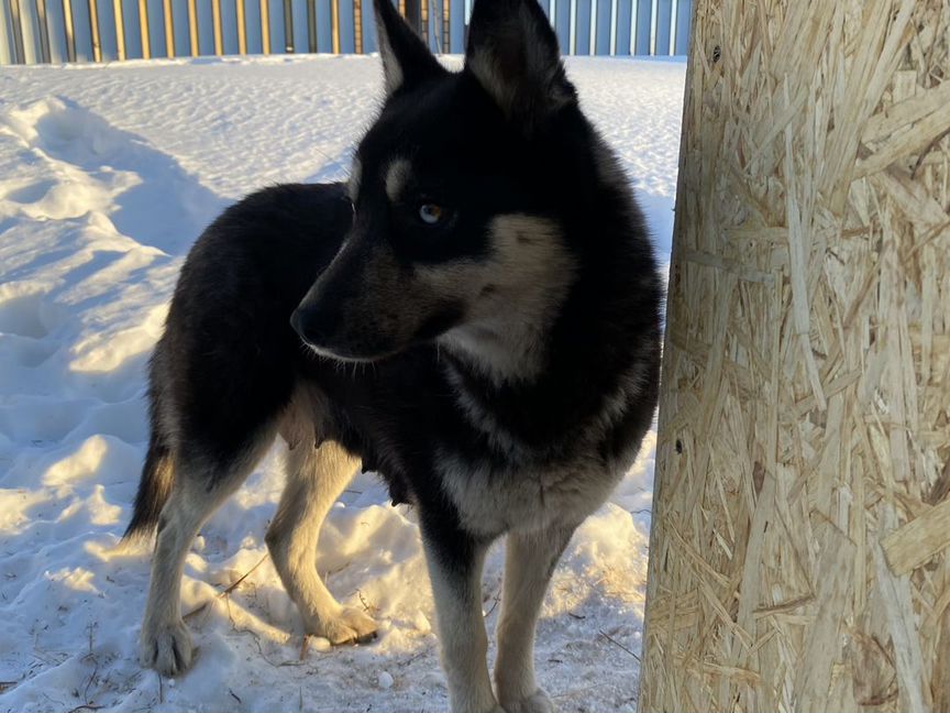 Собака полухаски