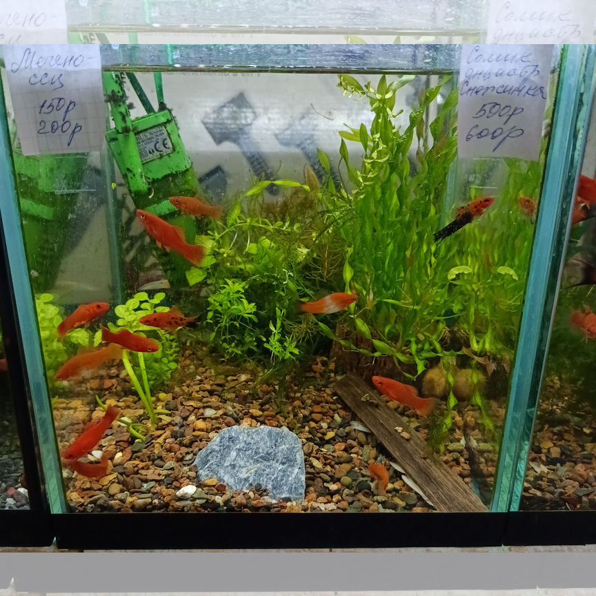 Аквариумные растения