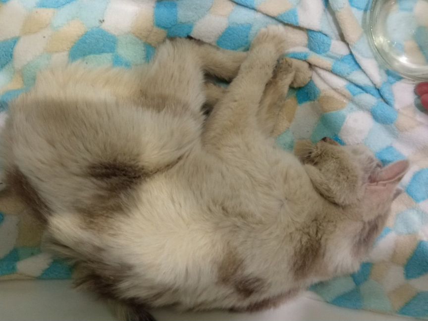 Котик хочет жить
