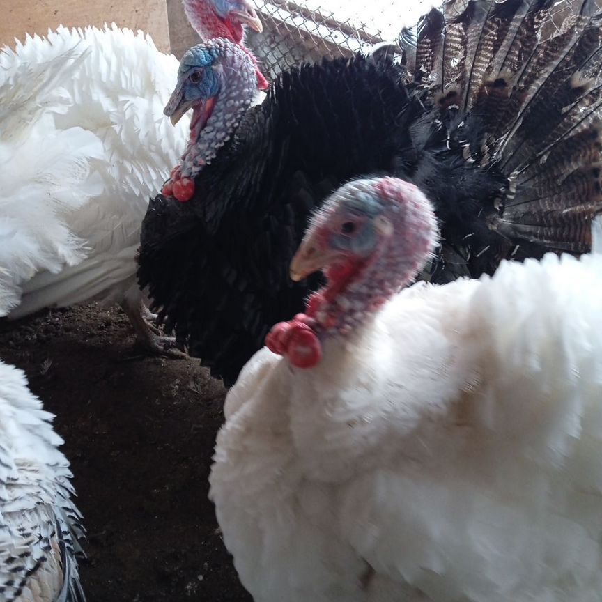 Индюки живым весом