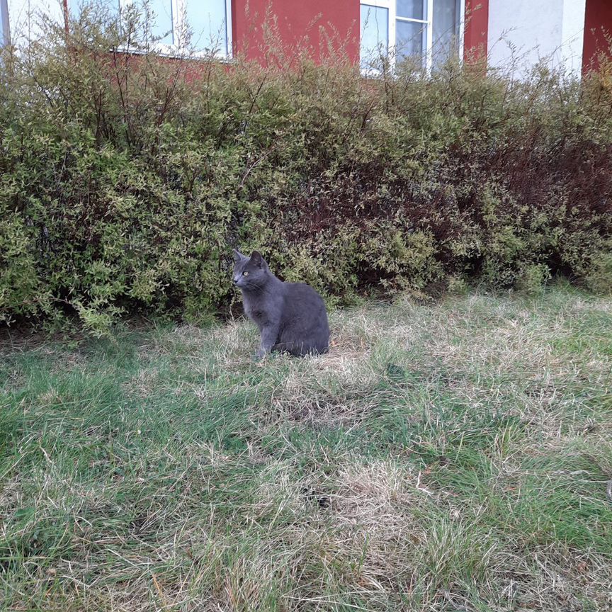 Молодой кот