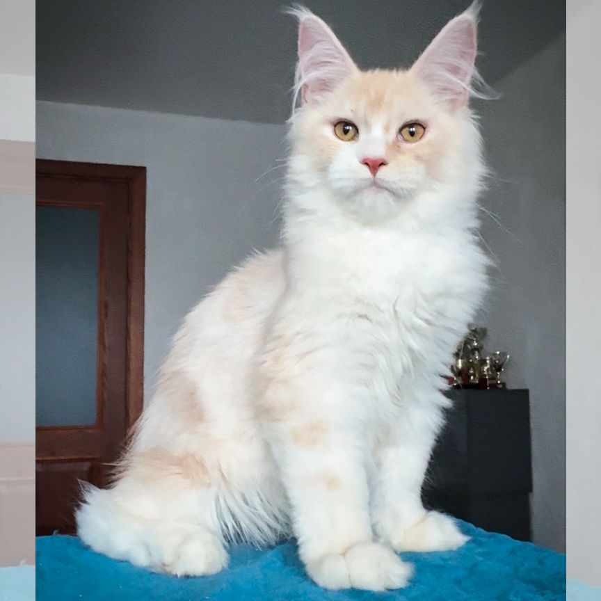 Мейн-кун котёнок