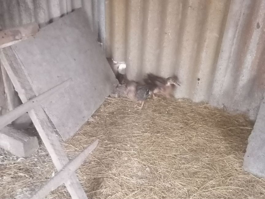 Утки подсадные для охоты