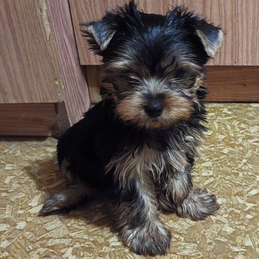 Йоркширский терьер, щенок