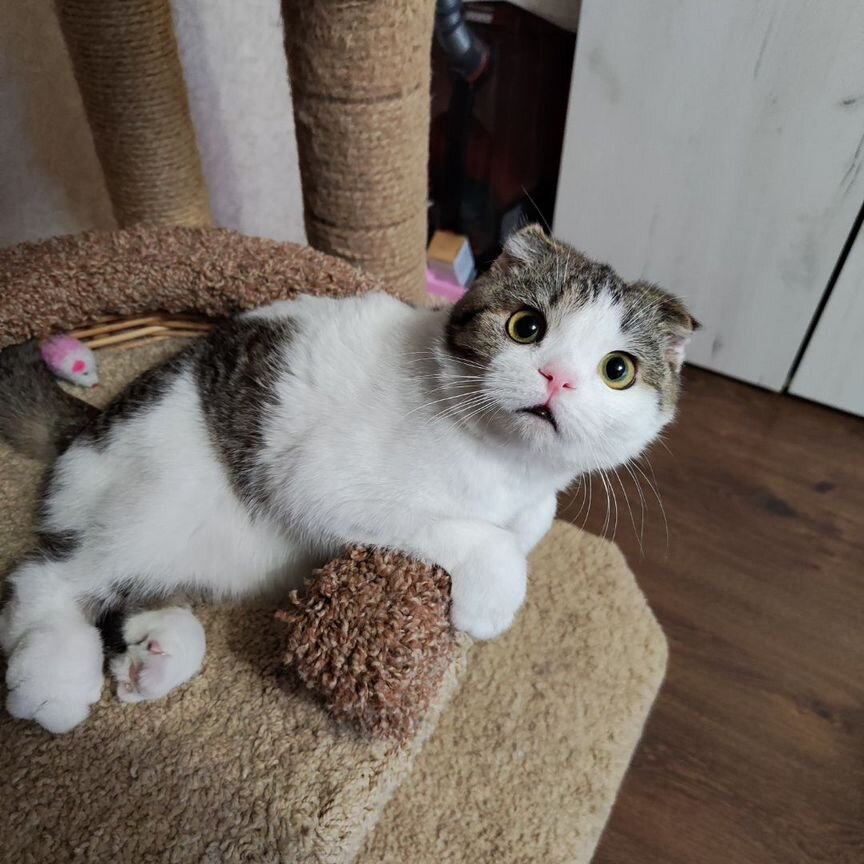 Котик Тишка из Белгорода