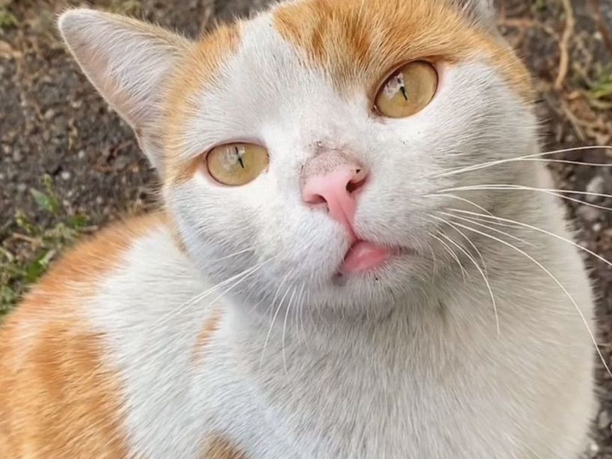 Котик Палыч ищет дом