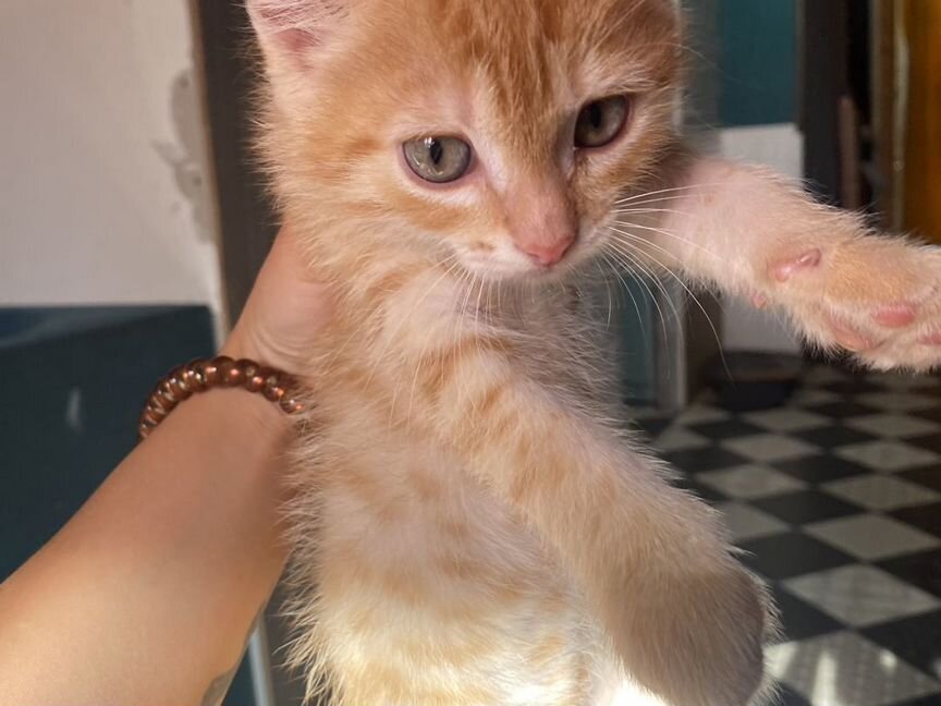 Милые котятки ищут дом )
