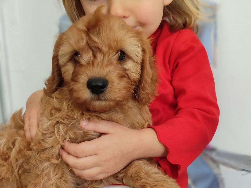 Щенки мальтипу, кавапу