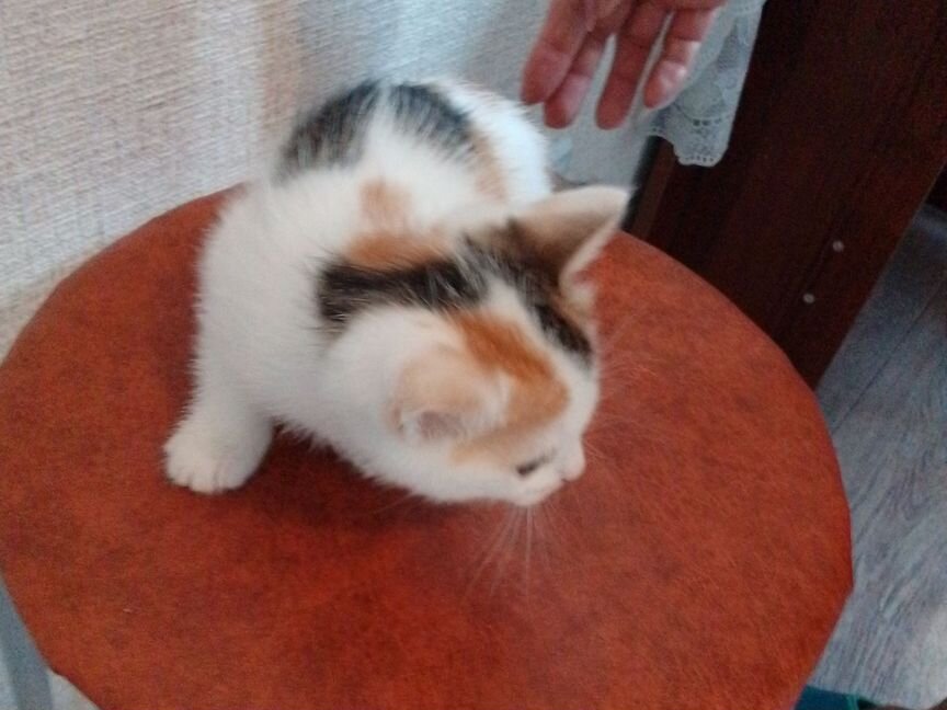 Трёх цветная кошечка в дар