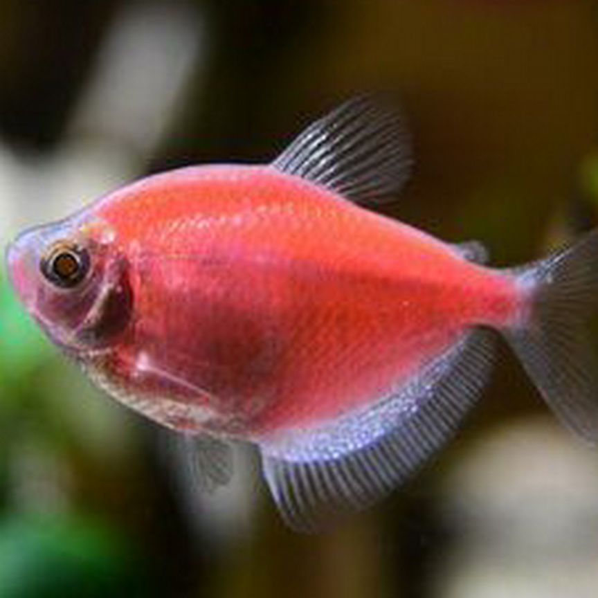 Тернеция гло розовая - Gymnocorymbus GloFish