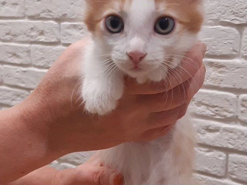 Котята в добрые руки бесплатно