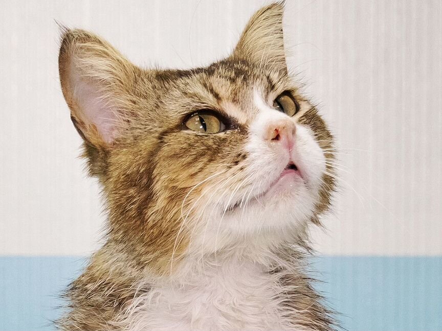Кому самого ласкового кота