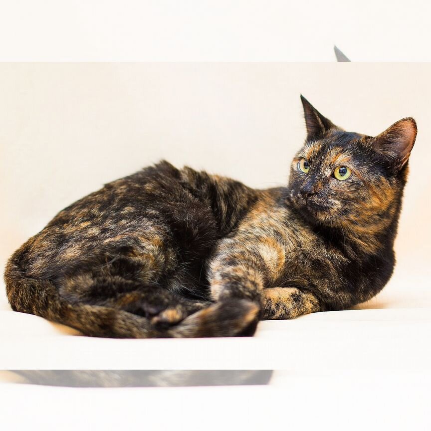 Взрослая, кошка в добрые руки