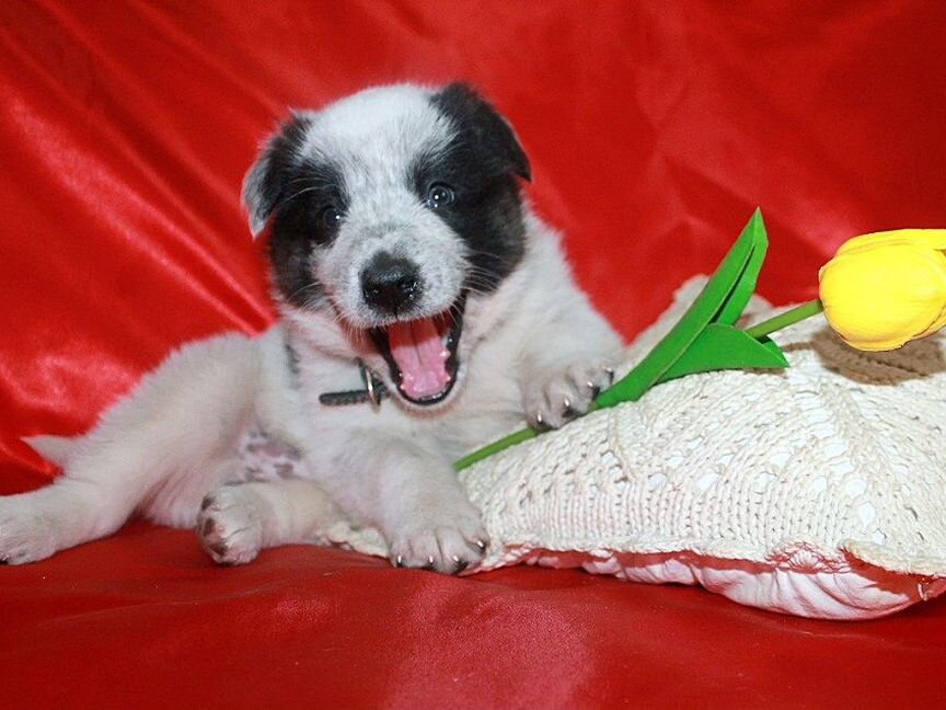 Если вам нужно пушистое счастье - тогда вам к нам