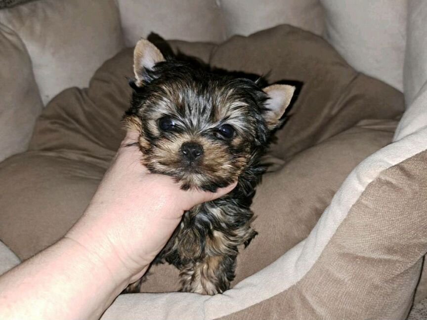 Малыши мини