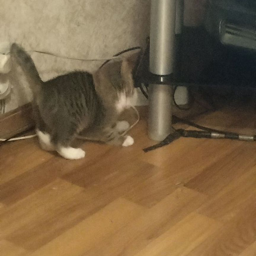 Котята в добрые руки бесплатно девочка