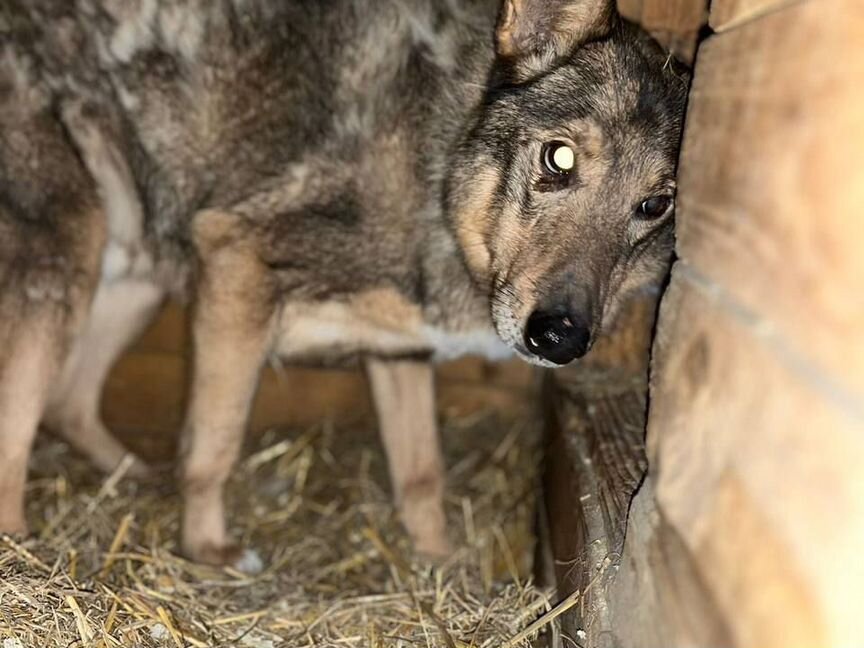 Добрый старичок ищет дом