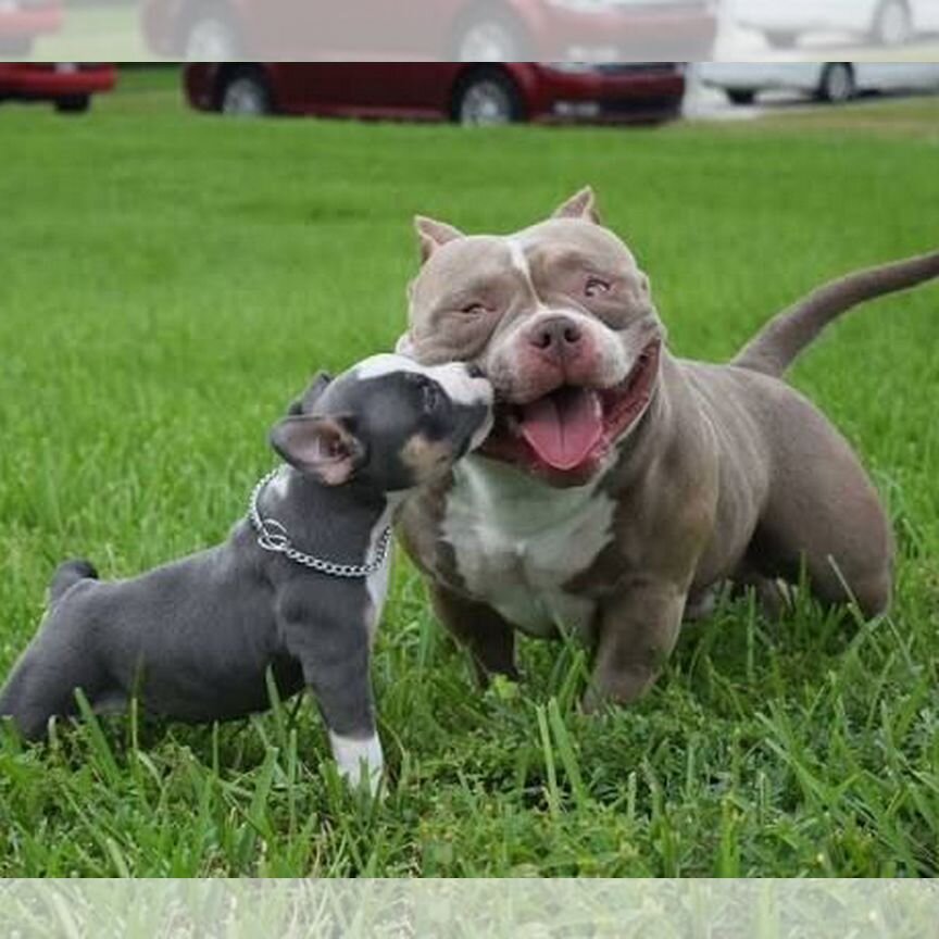 Американский булли, щенок