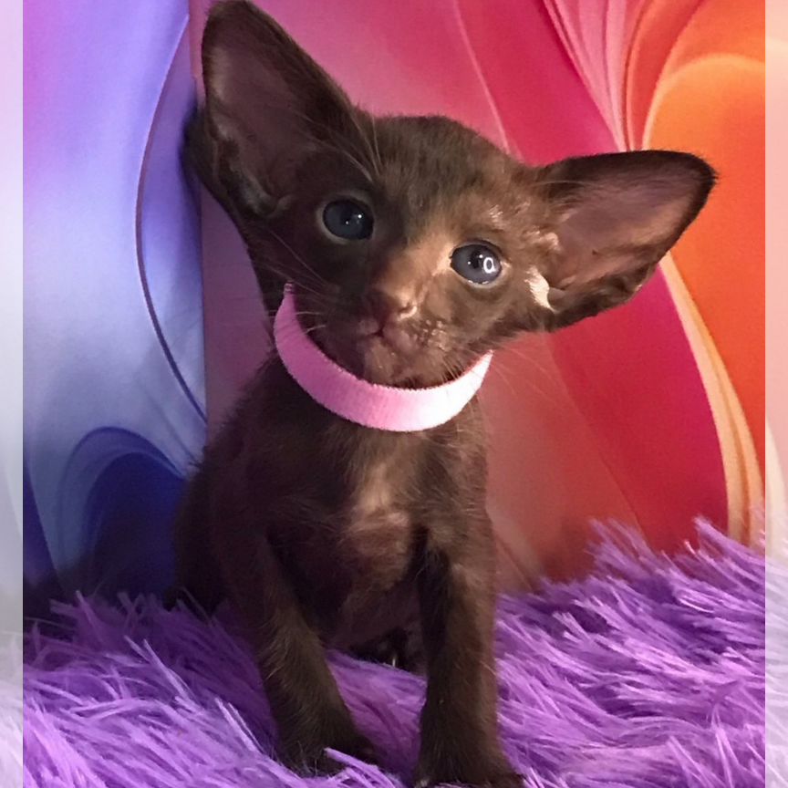 Ориентальный котёнок